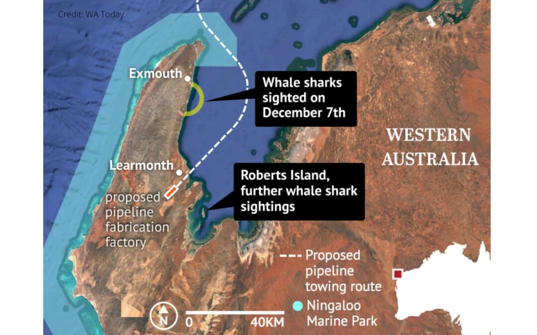 Industrialisation at Exmouth Gulf could affect cruising whale sharks ...